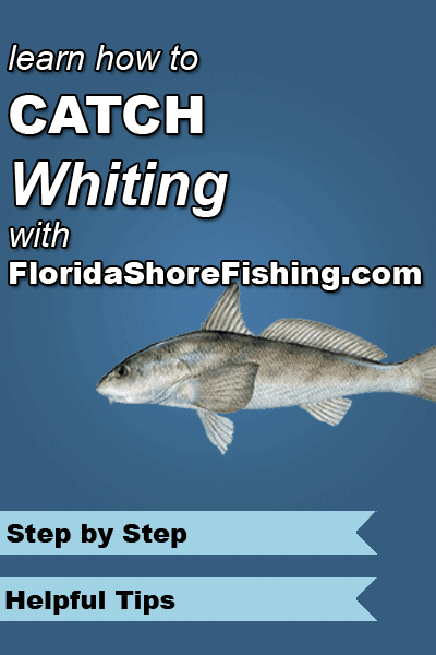 Whiting Abundant Along Florida’s Coast | Fishing from Florida Shores