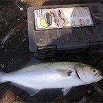 How to Catch Inshore Bluefish | Fishing from Florida Shores
