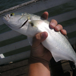 How to Catch Inshore Bluefish | Fishing from Florida Shores