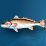 Fish Profiles | Fishing from Florida Shores