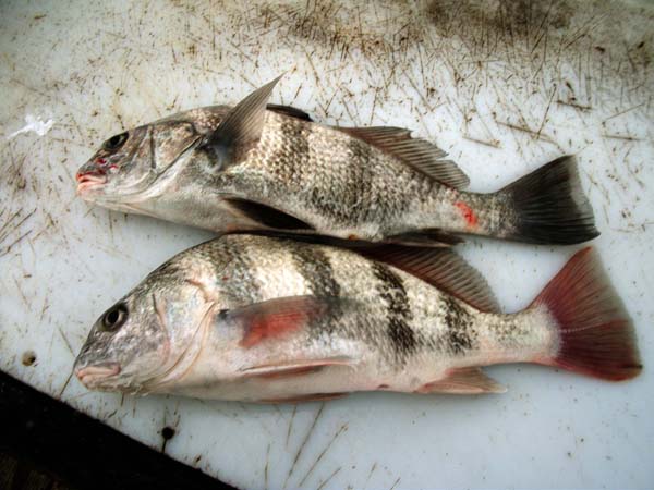 How to Catch Black Drum | Fishing from Florida Shores