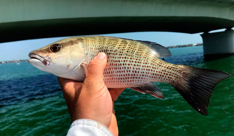 Mangrove’s and Mud Minnows | Fishing from Florida Shores