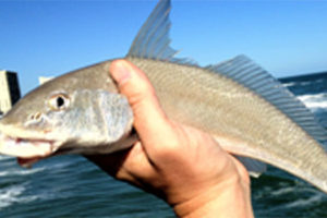 Categories | Fishing from Florida Shores