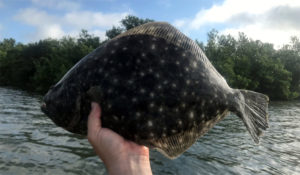 Florida Flounder Migrations | Fishing from Florida Shores