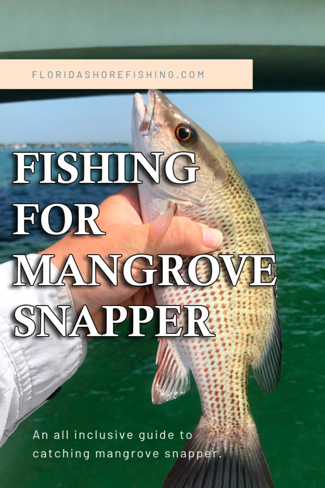 Mangrove Snapper - A Definitive Guide | Fishing from Florida Shores