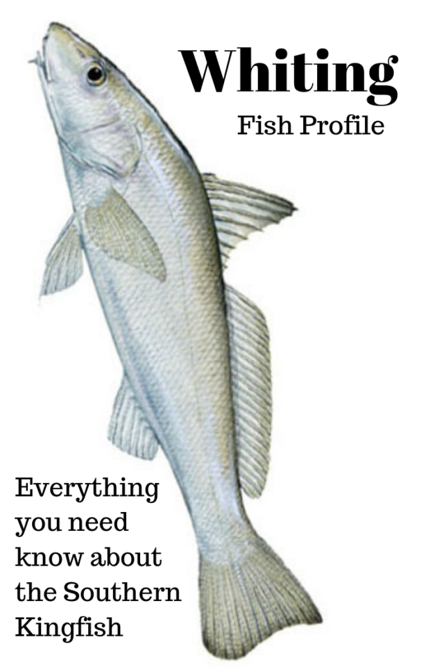 Whiting (Fish) – All you need to know about whiting | Fishing from ...