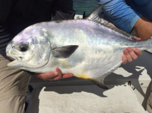 How to Catch Permit | Fishing from Florida Shores