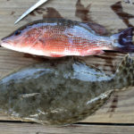 Fish Profiles | Fishing from Florida Shores